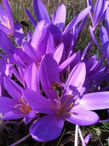 Inlagd zucchini – på ett mildare vis – Saltarosgarden